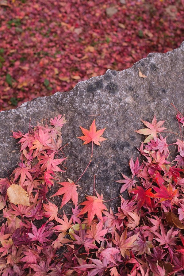 High Angle of the Fallen Japanese Red Maple Tree Leaves on the Rock in ...