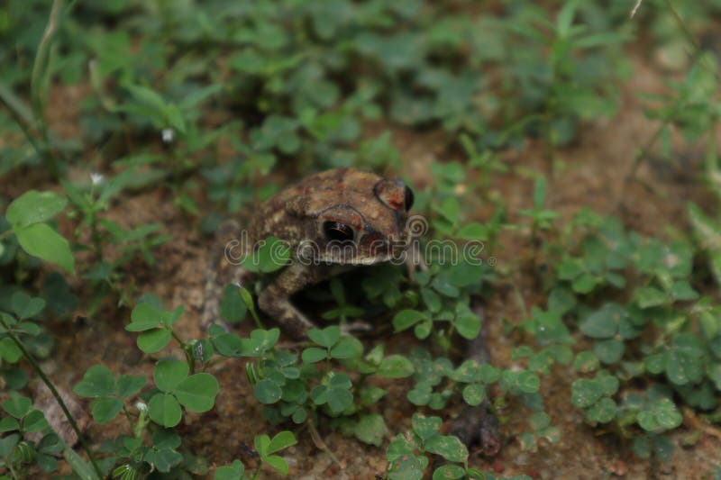 A High Angle View of a Small Sized Asian Common Toad (Duttaphrynus ...