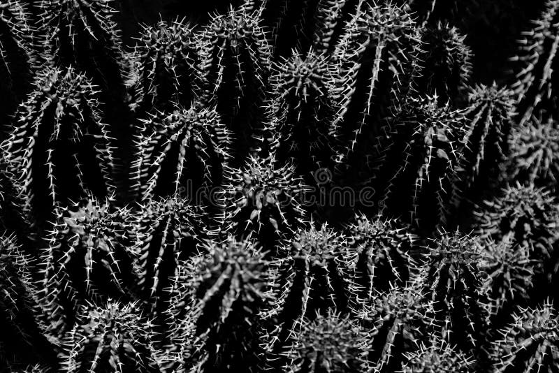 High Angle Grey Scale Shot of Some Exotic Cactus Plants Stock Image ...