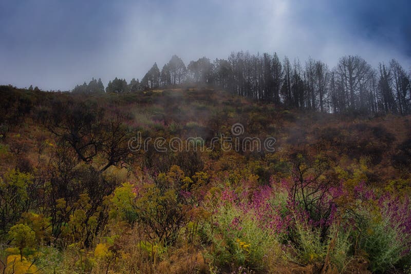 High Angle Horizontal Shot of a Foggy Forest in Fall with Some Dry ...