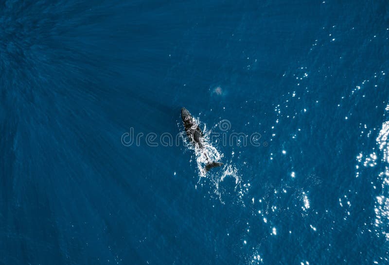 High Angle of the Lice Insect on the Deep Blue Sea. Stock Image - Image ...