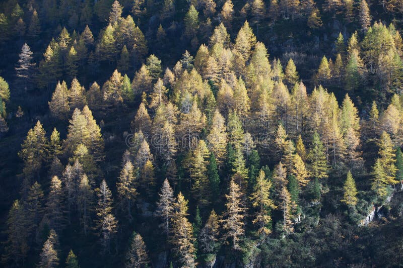 High Angle of a Lush Pine Tree Forest Landscape Stock Image - Image of ...