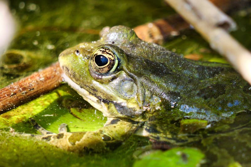 High-angle Macro of a Pool Frog Swimming in the Water with Branches and ...