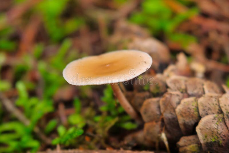 High-angle Macro View of an Amantia Crocea Growing in a Forest Stock ...