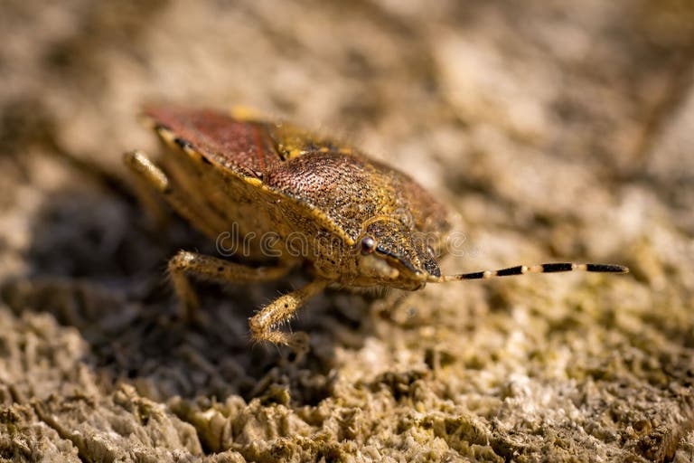 High-angle Macro View of a Brown Marmorated Stink Bug on the Soil Stock ...