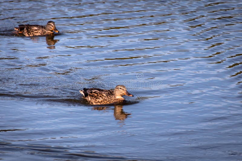 High-angle Panoramic View of Mallard Ducks Swimming in a Pond Stock ...