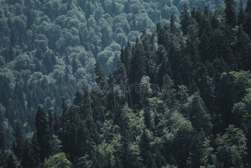 High-angle Picture of a Forest Filled with Trees Stock Image - Image of ...