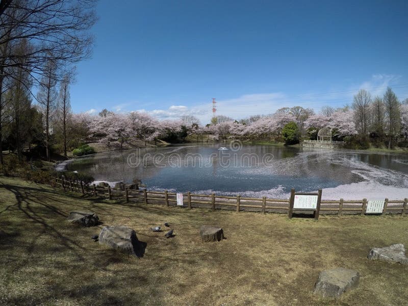 High-angle of a Pond in Spring, with Blooming Trees Around, Clear Sky ...
