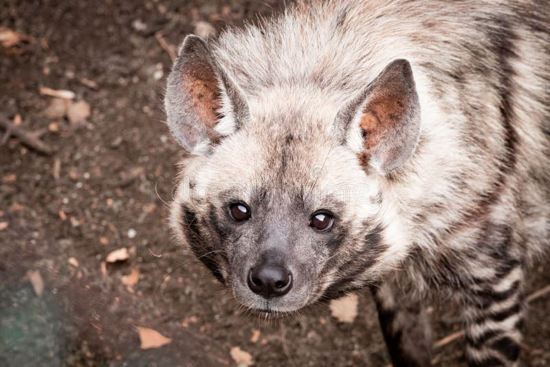 High-angle Portrait of a Cute Striped Hyena Looking Up Stock Photo ...