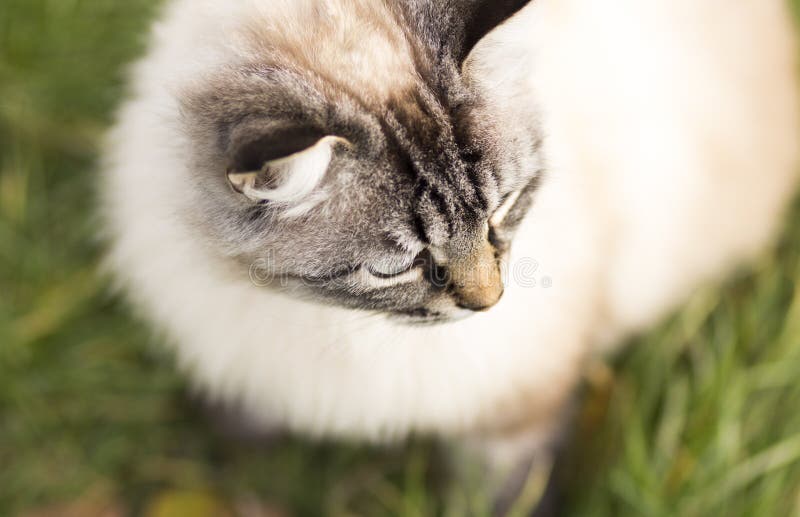 High Angle Portrait of a Siamese Cat Stock Photo - Image of cats ...