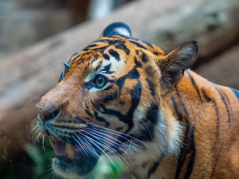 High-angle Portrait of a Sumatran Tiger Looking Attentively Stock Image ...