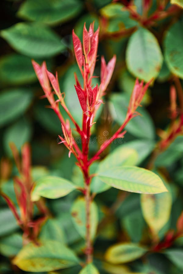 High-angle Selective Focus of a Red Tip Photinia Plant Stock Image ...