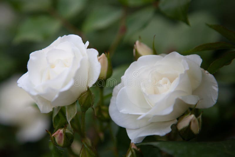 High Angle Selective Focus Shot of Beautiful White Roses Growing in the ...