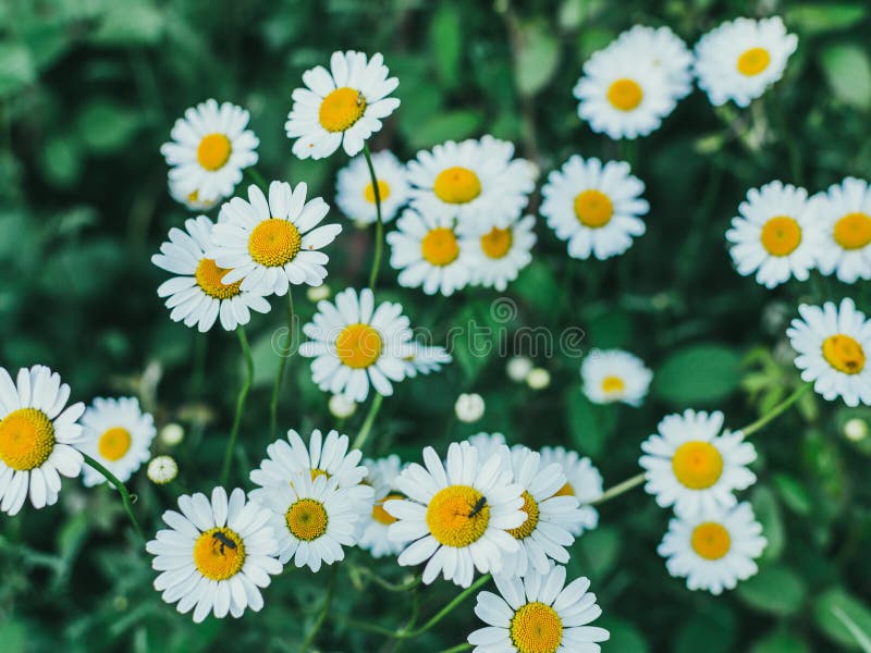 High Angle Shoot of Some Beautiful Daisy Flowers Captured in a Garden ...