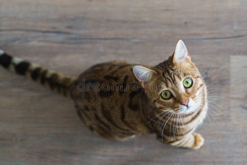 High Angle Shot of an Adorable Bengal Cat Looking Up in a House Under ...