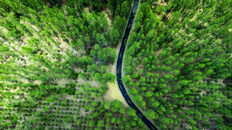High Angle Shot Aerial View of Pine Forest and Road Stock Image - Image ...