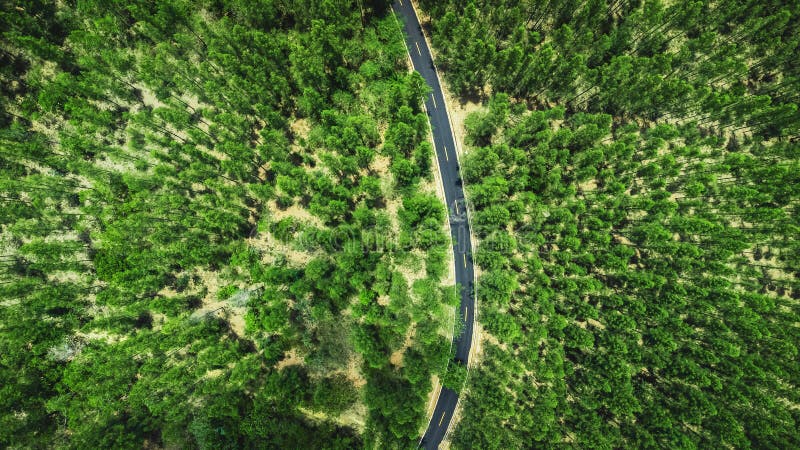 High Angle Shot Aerial View of Pine Forest and Road Stock Image - Image ...