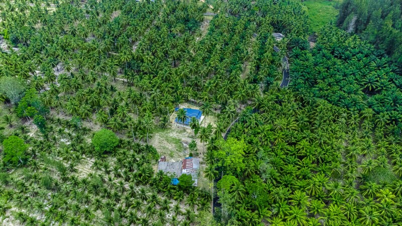 High Angle Shot Aerial View of Pine Forest and Road Stock Image - Image ...