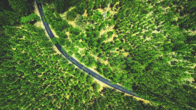 High Angle Shot Aerial View of Pine Forest and Road Stock Image - Image ...