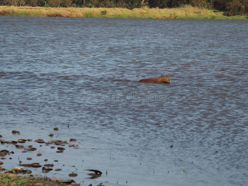 High Angle Shot of an Animal Swimming in the River Stock Image - Image ...