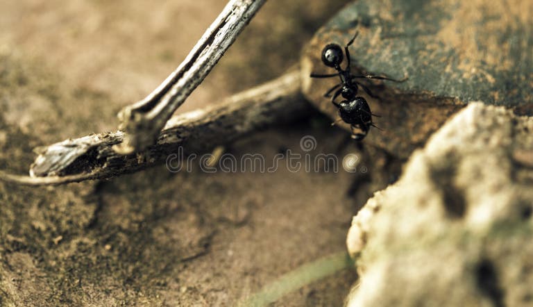 High-angle Shot of an Ant Carrying Another One on the Rocks Stock Photo ...