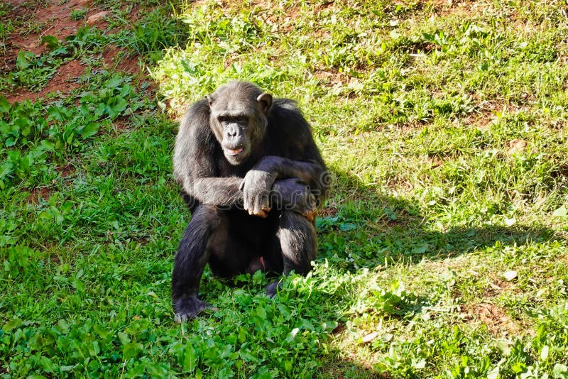 High Angle Shot of an Ape Sitting on a Fiel Stock Photo - Image of ...