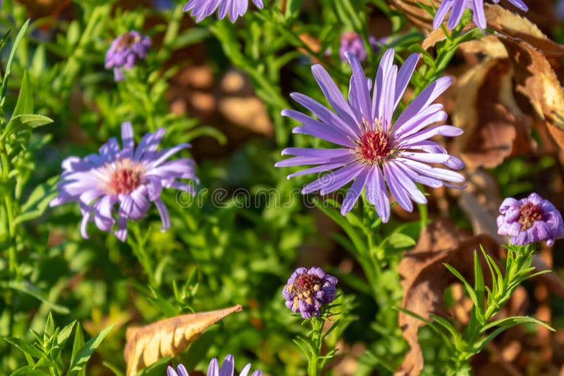 High Angle Shot of Beautiful Aster Flowers Stock Image - Image of ...
