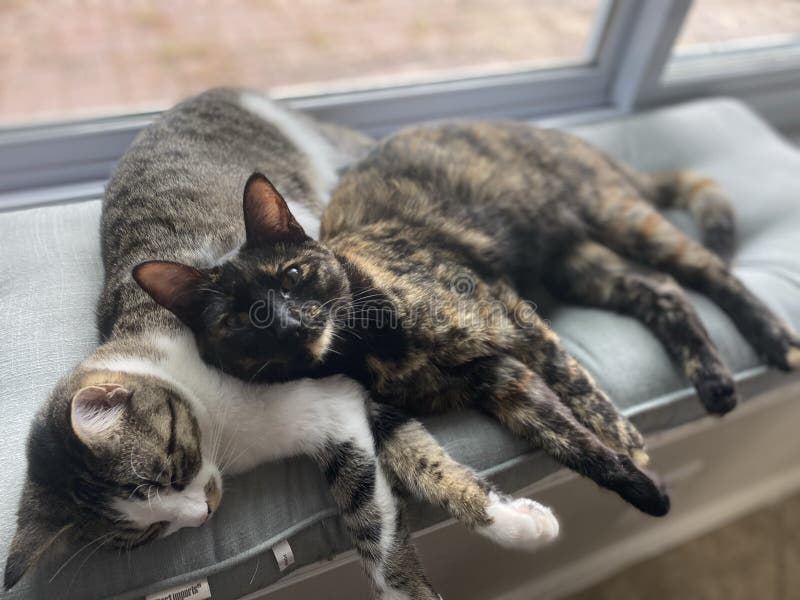High Angle Shot of Beautiful Cats Cuddling on an Armchair Stock Photo ...