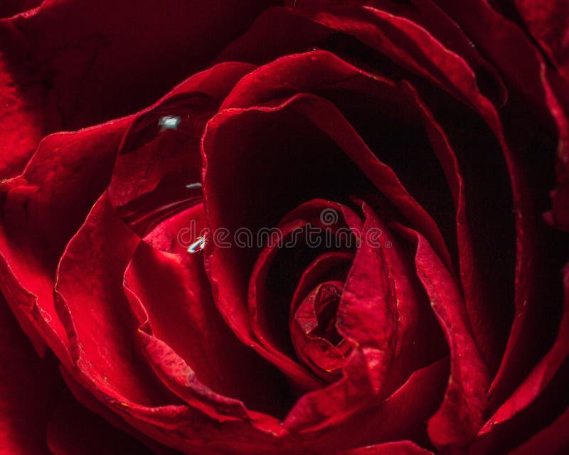 High Angle Shot of a Beautiful Dark Red Rose Head in Yard Stock Image ...