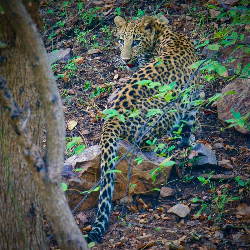 High Angle Shot of a Beautiful Leopard in a Forest in the Mountains ...