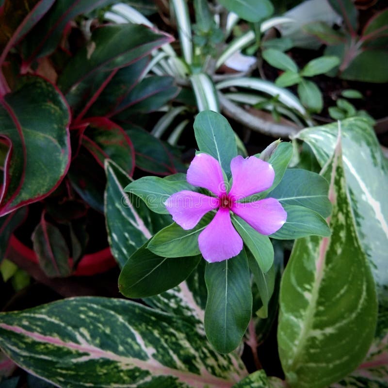 High Angle Shot of Beautiful Pink Flower Stock Photo - Image of shrub ...