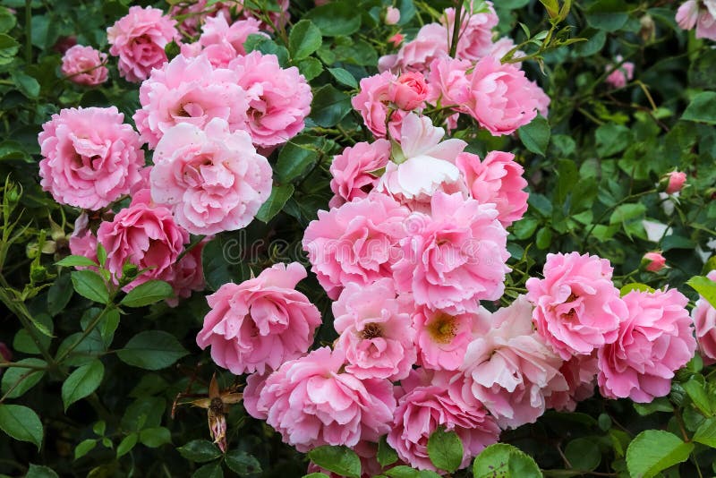 High Angle Shot of Beautiful Pink Roses Captured in a Garden Stock ...