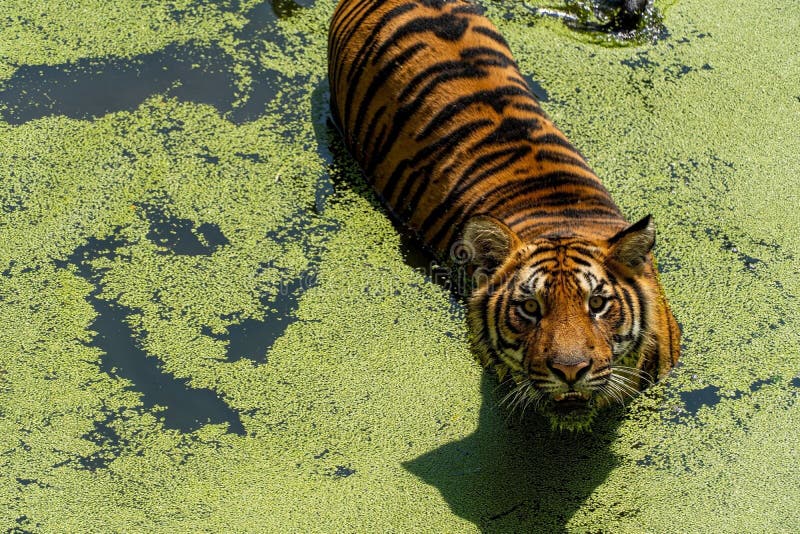 High Angle Shot of a Bengal Tiger Cooling in a Pond Stock Photo - Image ...