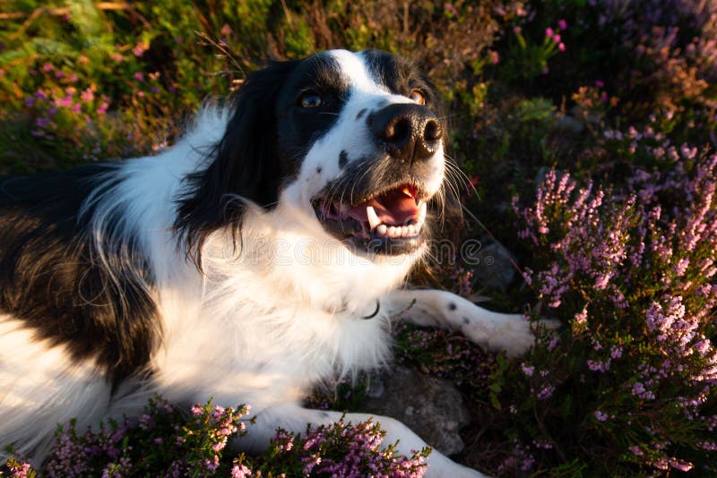 High Angle Shot of a Black Welsh Springer Spaniel in a Meadow Under the ...