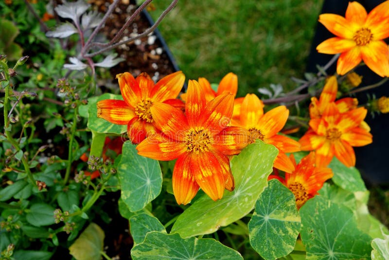 High Angle Shot of Blooming Orange Flowers Surrounded by Greenery Stock ...