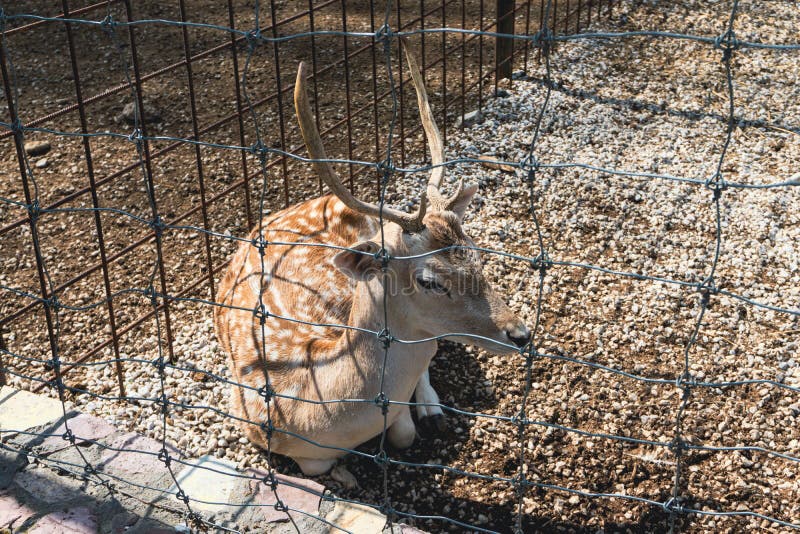 High-angle Shot of a Brown Deer with Horns Sitting on the Cage Stock ...