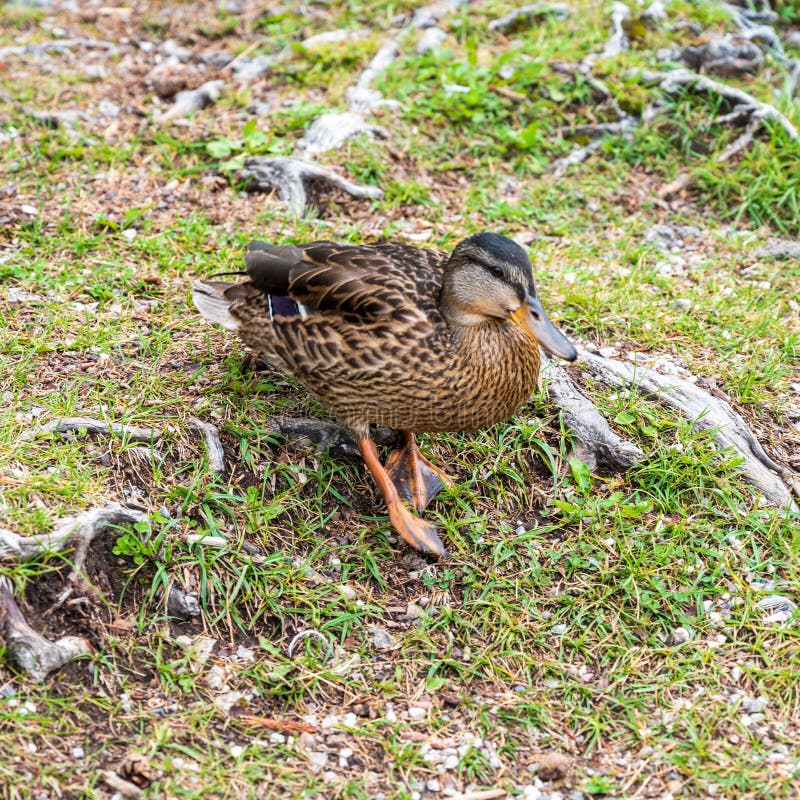 High Angle Shot of a Brown Duck on a Grassy Ground Stock Photo - Image ...