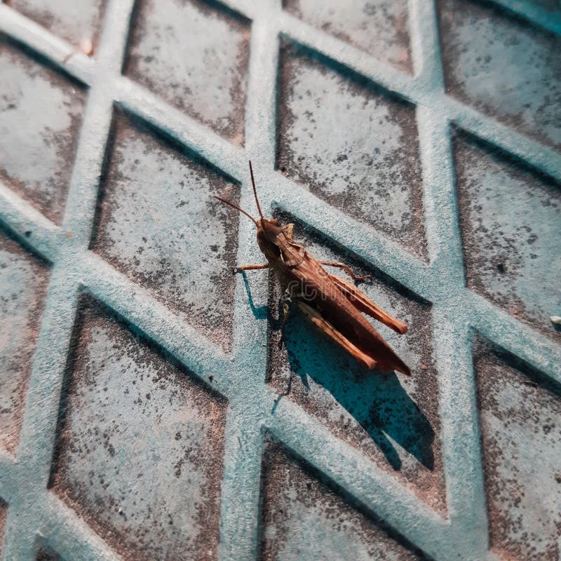 Brown Locust in Early Morning Sun Stock Image - Image of pest, south ...