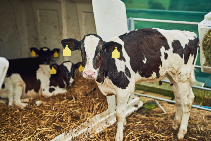 Fresh Produce. High Angle Shot of Calves on a Dairy Farm. Stock Image ...