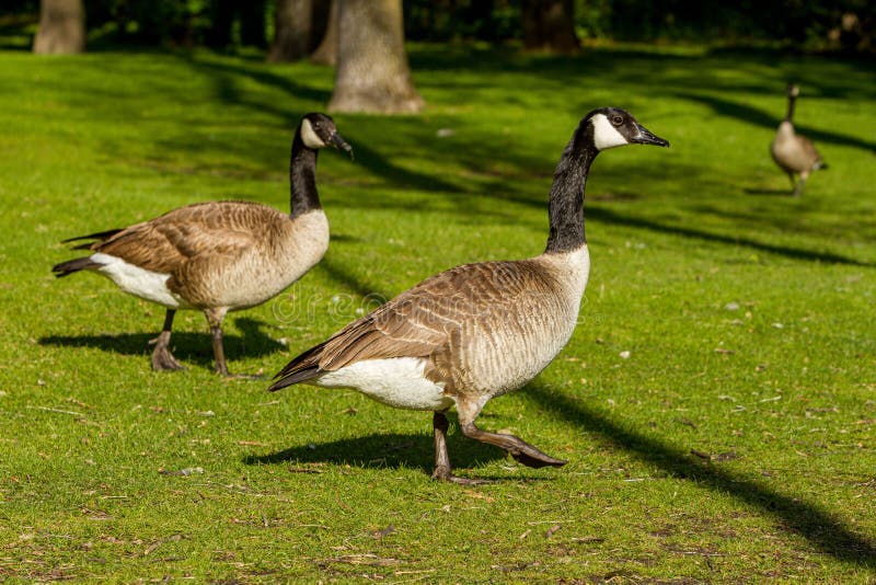 High-angle Shot of Canadian Geese Walking on the Grass Field Stock ...