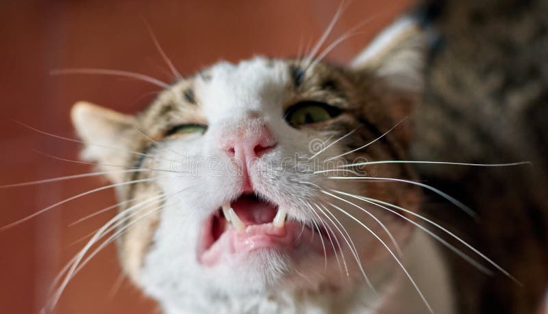 High Angle Shot of a Cat Yawning Stock Photo - Image of mammal, face ...