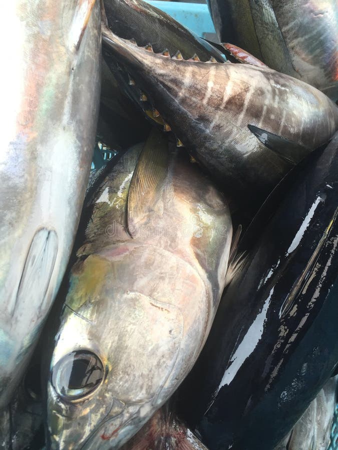 High Angle Shot of Caught Fishes Bunch Stock Image - Image of fishes ...