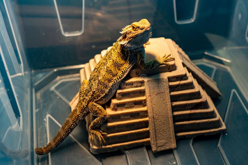 High Angle Shot of a Central Bearded Dragon Leaned on a Pyramid-like ...