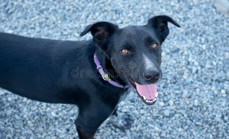 High Angle Shot of a Cheerful Black Majorca Shepherd Dog on the Ground ...