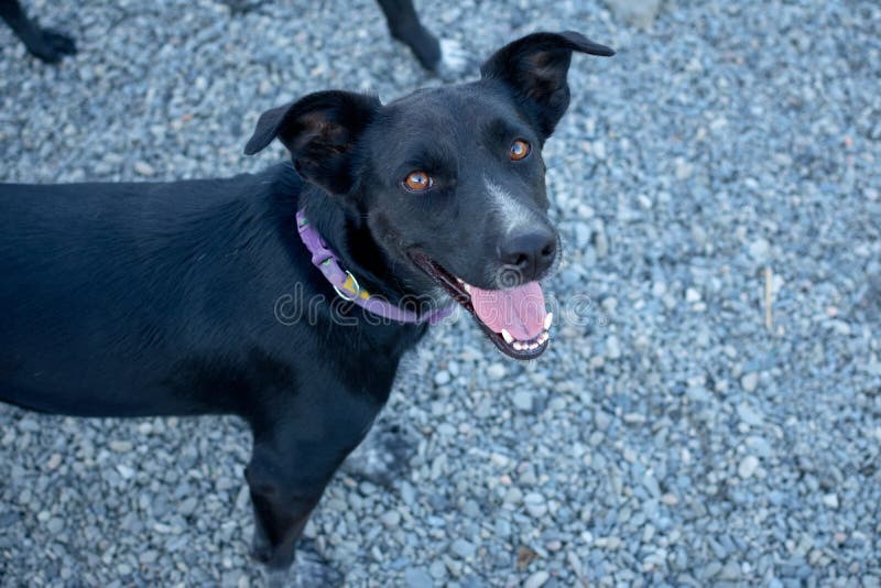 High Angle Shot of a Cheerful Black Majorca Shepherd Dog on the Ground ...