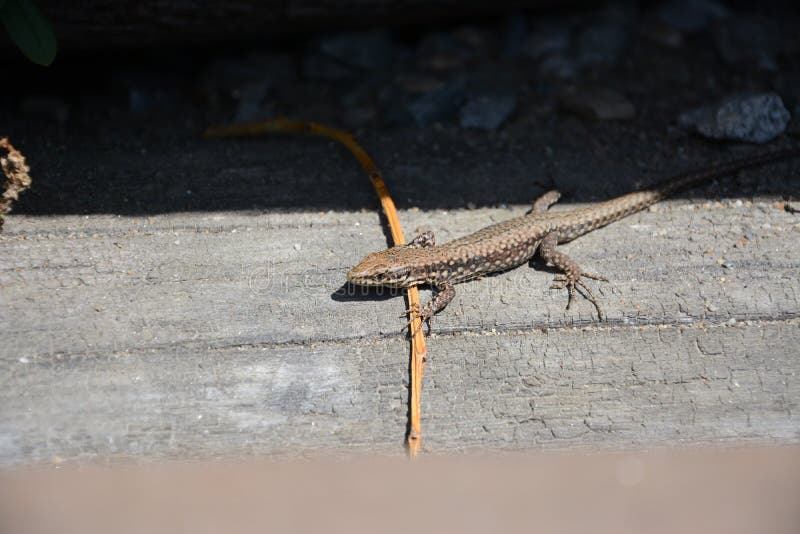 High Angle Shot of a Common Lizard Relaxing Under the Bright Sunlight ...