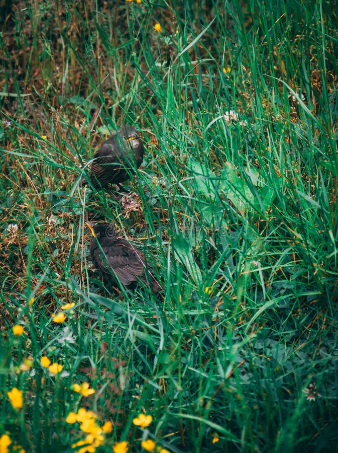 High Angle Shot of a Couple of Birds in the Grass in a Forest Stock ...