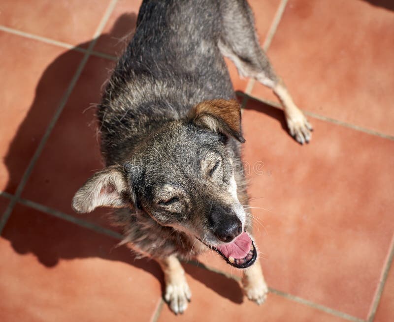 High Angle Shot of a Cute Blue Heeler Mixed Dog during Daylight Stock ...
