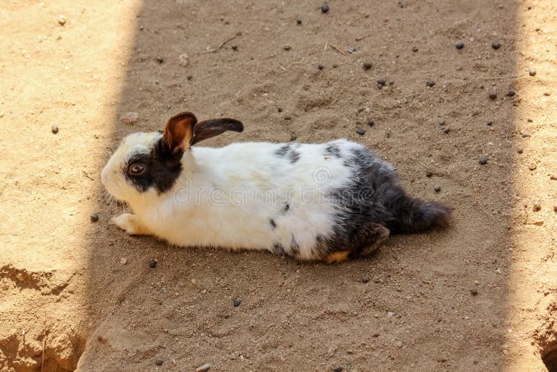 High-angle Shot of a Cute Butterfly Rabbit Resting on the Ground. Stock ...