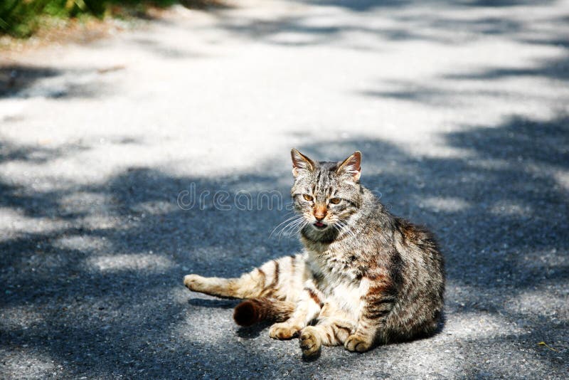 High Angle Shot of a Cute Grey Cat Sitting on the Asphalt Ground Stock ...